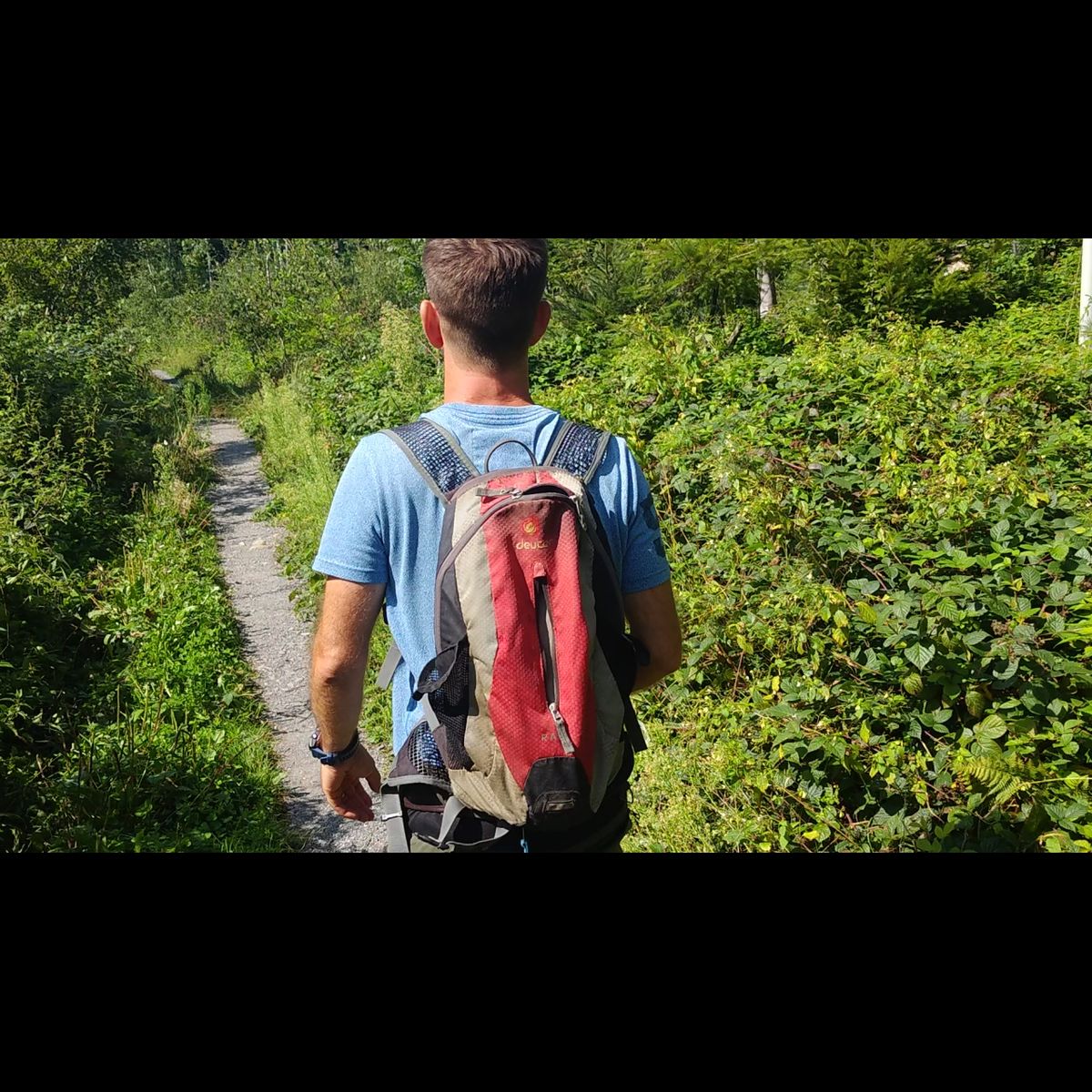 Zukunft pflanzen - ein Rundgang durch den Wald